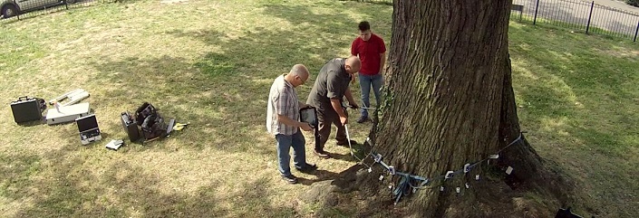 All You Need To Know About Arboricultural Reports