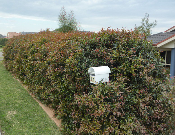 Fast Growing Australian Native Hedge: Enclose and Screen Your Private World