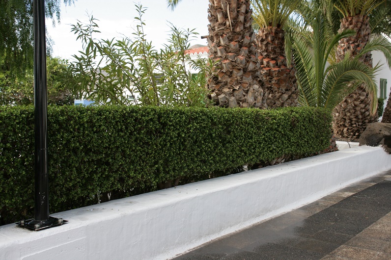 Goodbye Neighbours Hedge